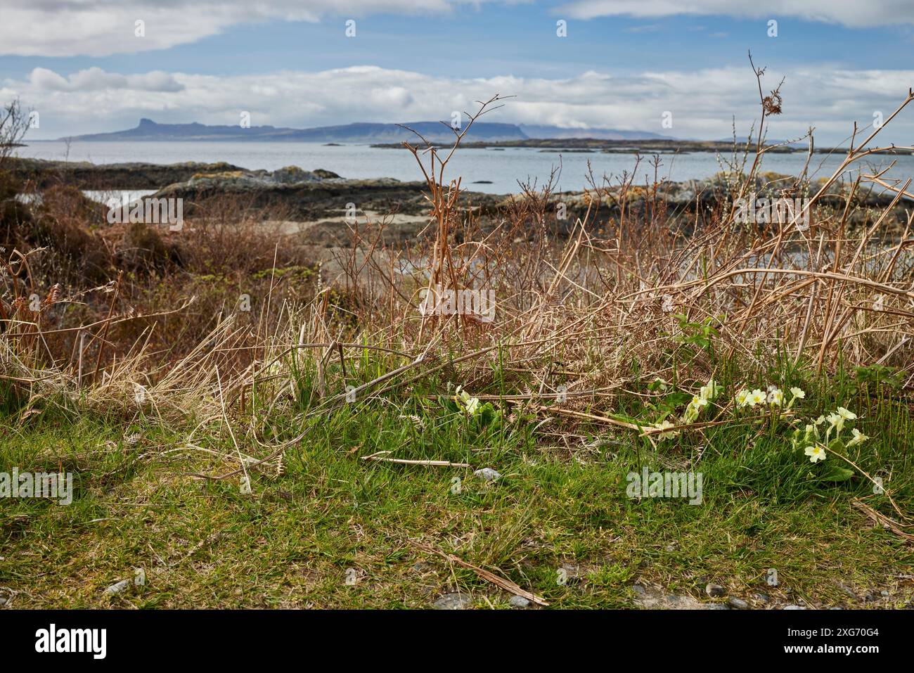Wild primrose hi-res stock photography and images - Alamy
