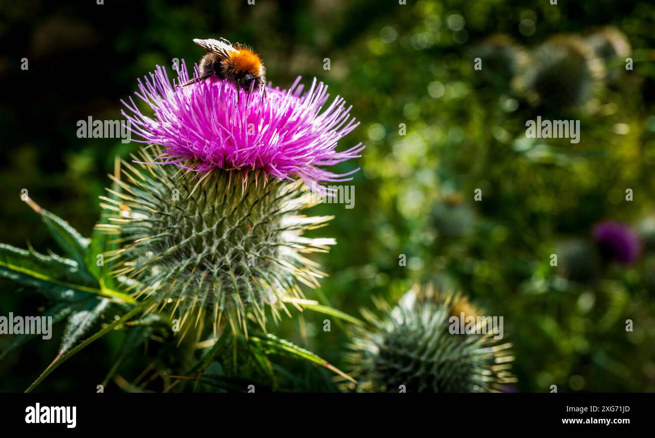 The Scottish Thistle - the national flower of Scotland Stock Photo - Alamy