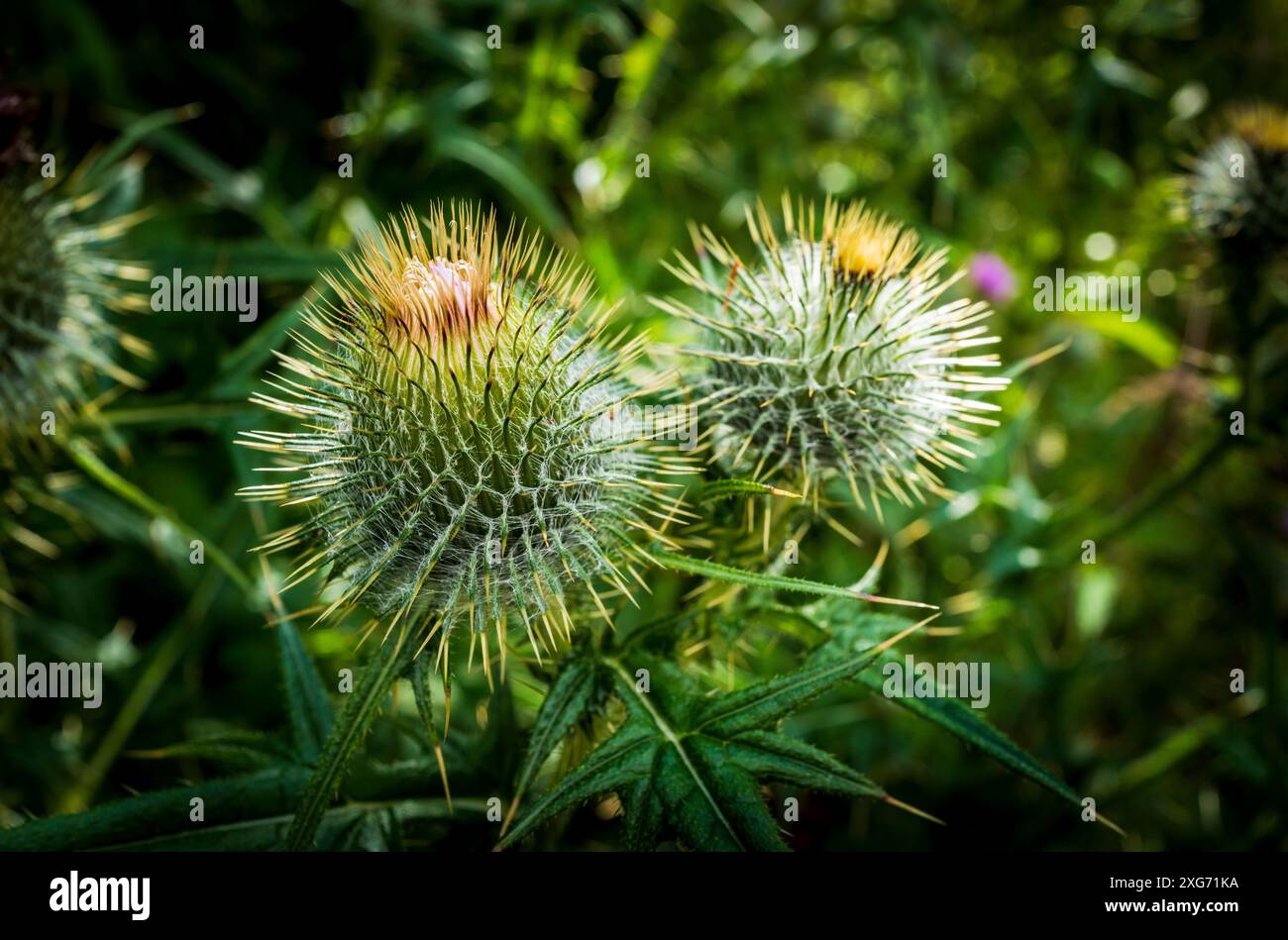 Scottish Thistle buds - the national flower of Scotland Stock Photo - Alamy
