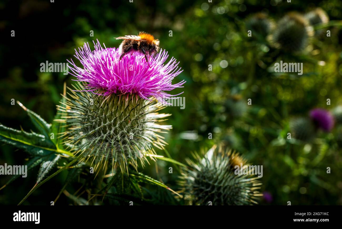 The Scottish Thistle - the national flower of Scotland Stock Photo - Alamy