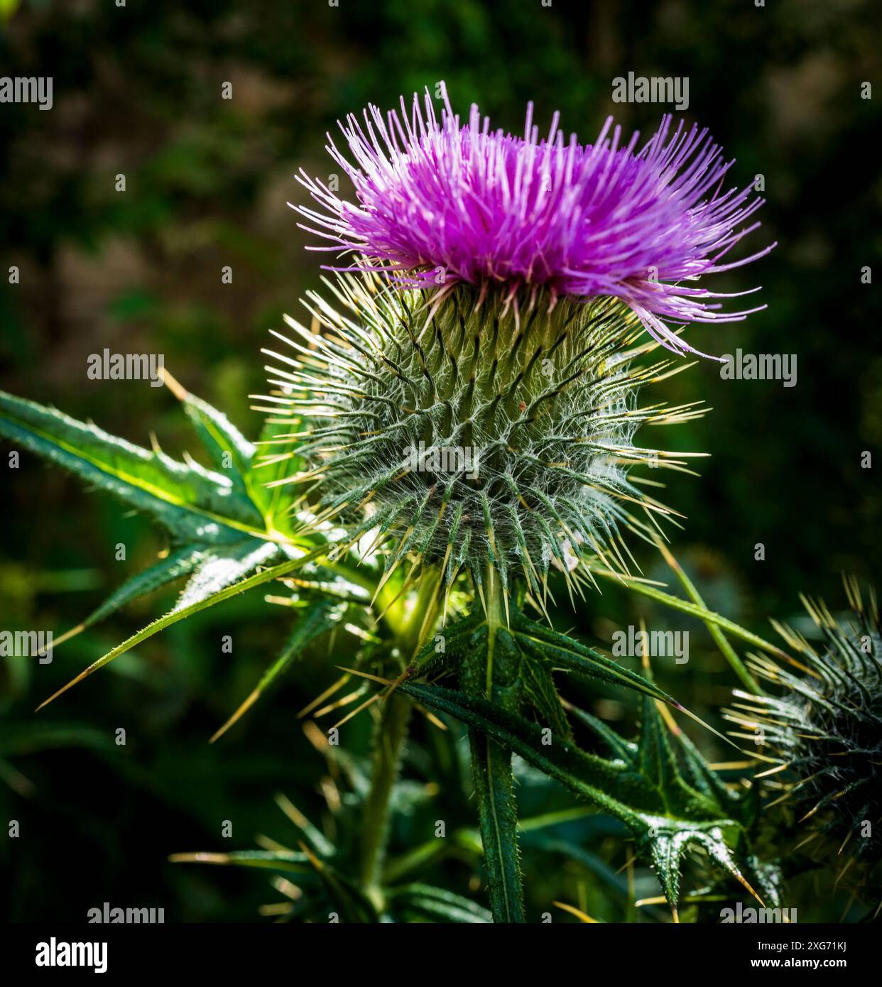 The Scottish Thistle - the national flower of Scotland Stock Photo - Alamy