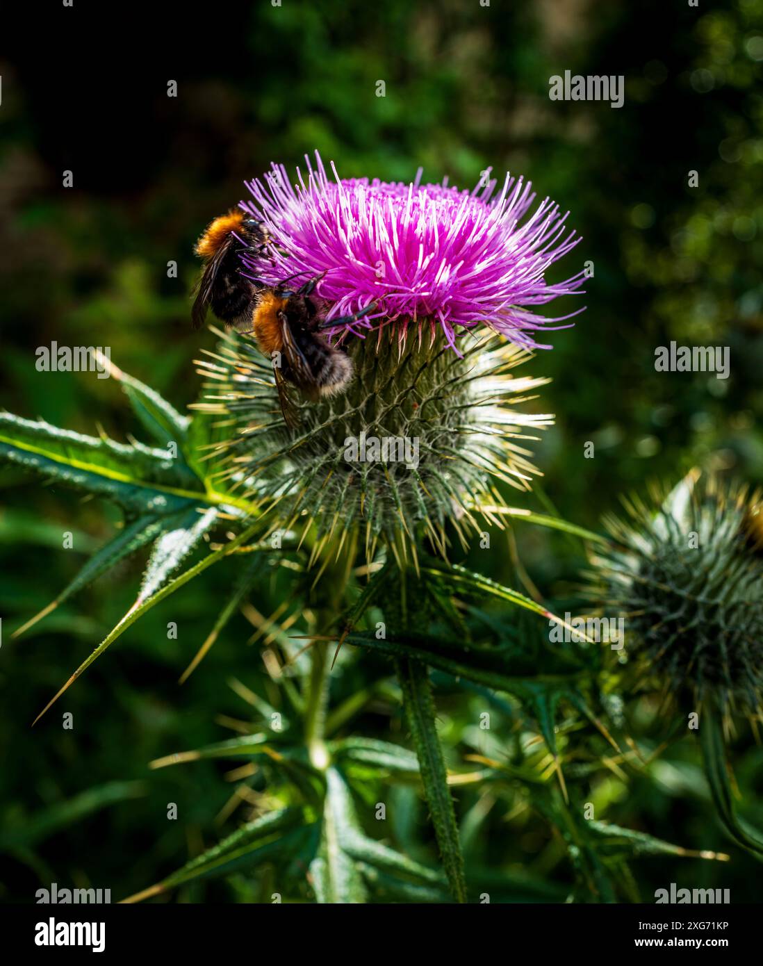 Thistle scotland emblem hi-res stock photography and images - Alamy