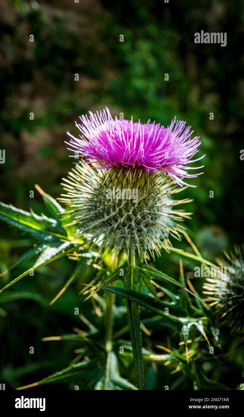 Thistle scotland emblem hi-res stock photography and images - Alamy