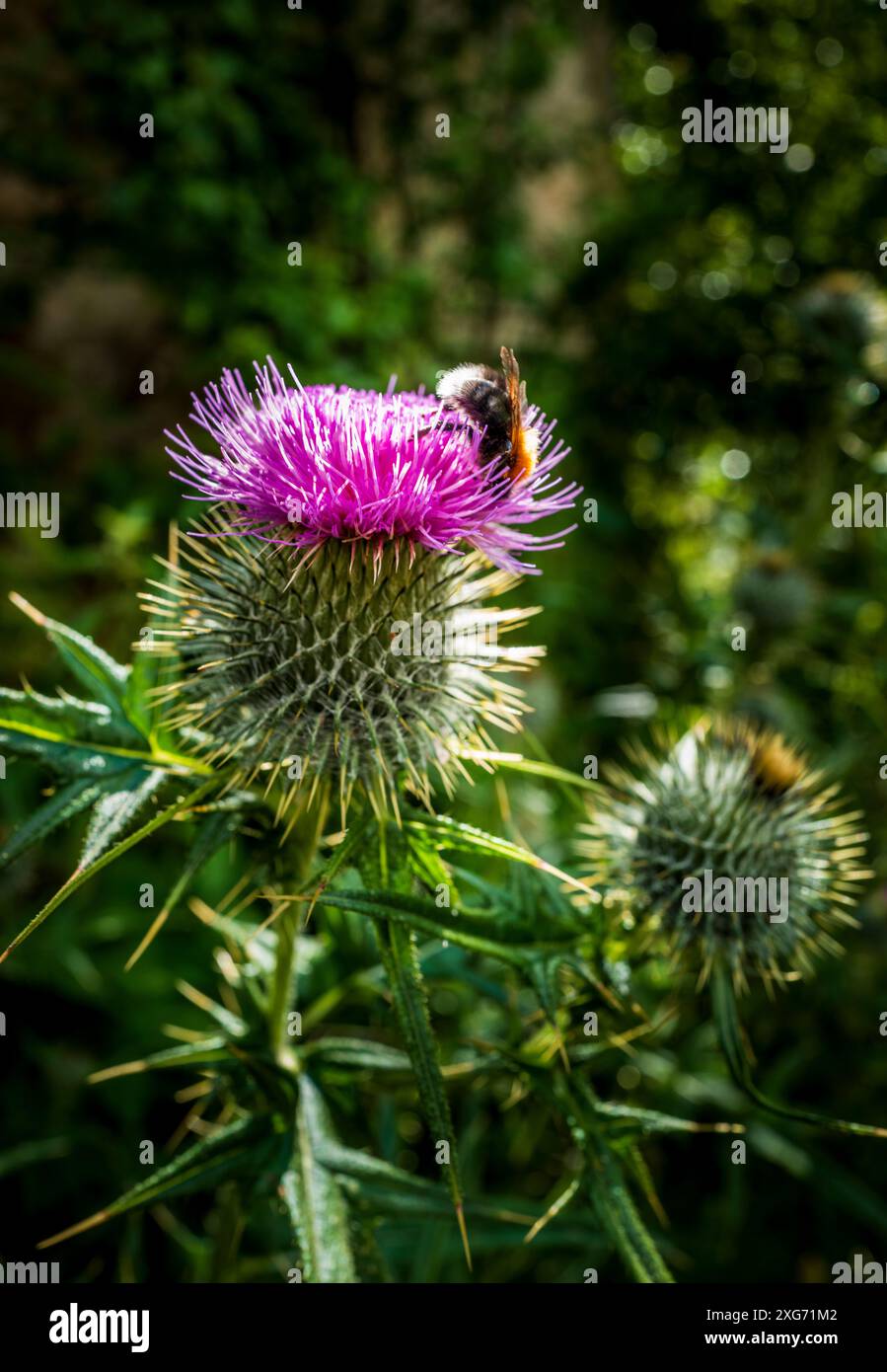 The Scottish Thistle - the national flower of Scotland Stock Photo - Alamy
