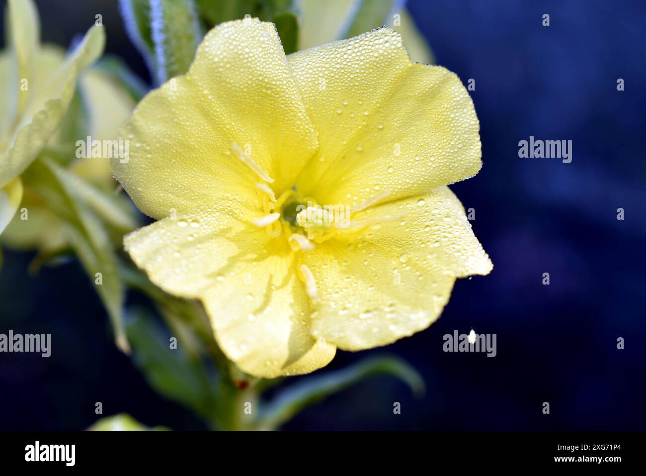 Oenothera biennis, the common evening-primrose, is a species of ...