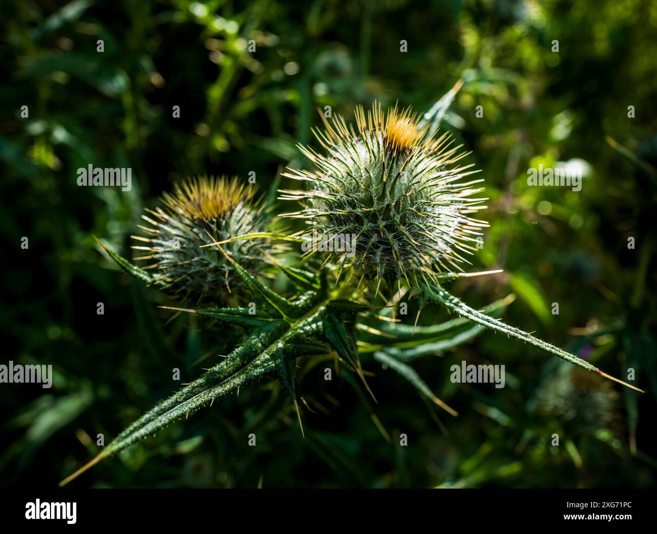 Scottish Thistle buds - the national flower of Scotland Stock Photo - Alamy