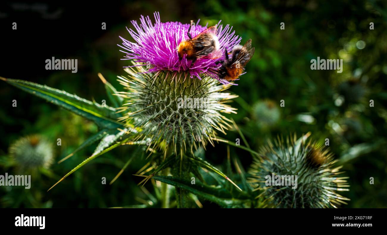 The Scottish Thistle - the national flower of Scotland Stock Photo - Alamy