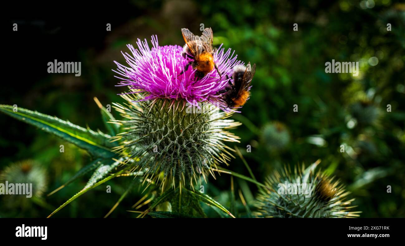 The Scottish Thistle - the national flower of Scotland Stock Photo - Alamy