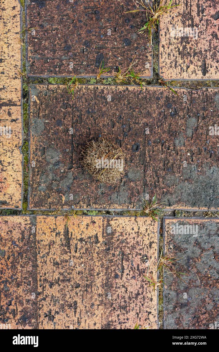 A Brown, Spiky Object - Perhaps a Chestnut in Its Burr - Rests On ...