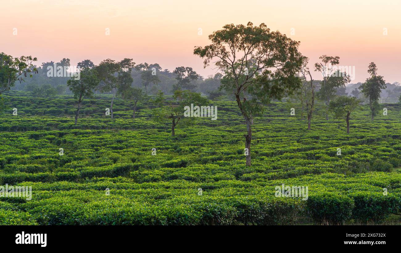 Srimongol Tea Garden Looking Across Tea Garden To The Entrance Of The