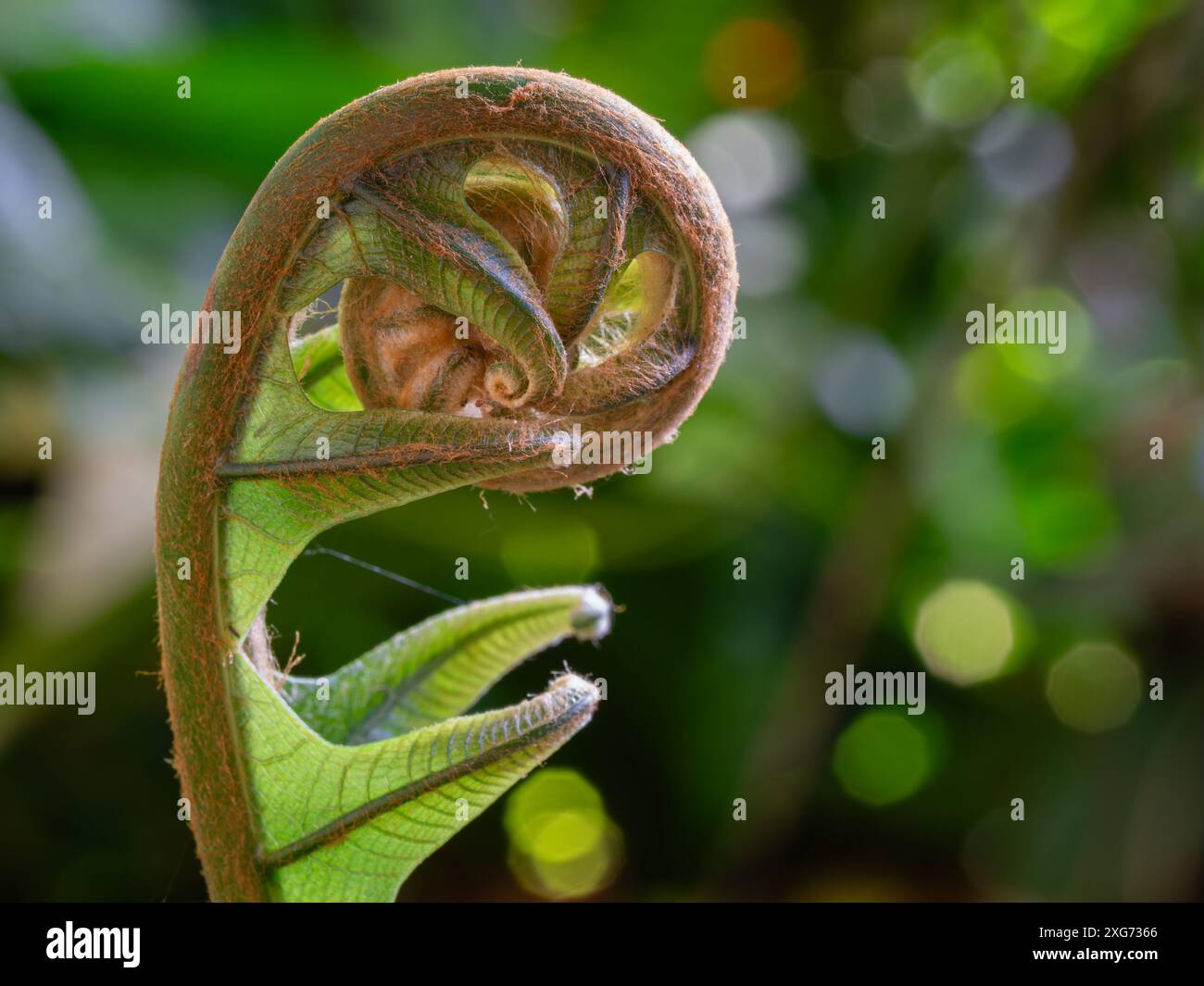 Unfurling leaf pattern hi-res stock photography and images - Alamy