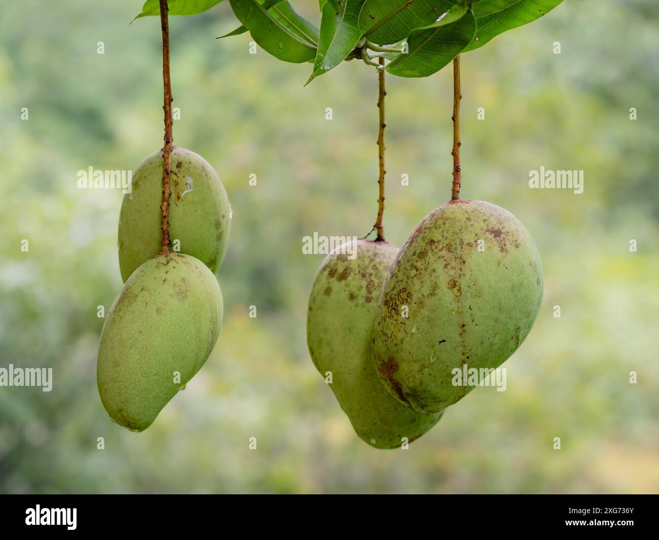Closeup view of mango fruit hanging from mangifera indica tree isolated ...