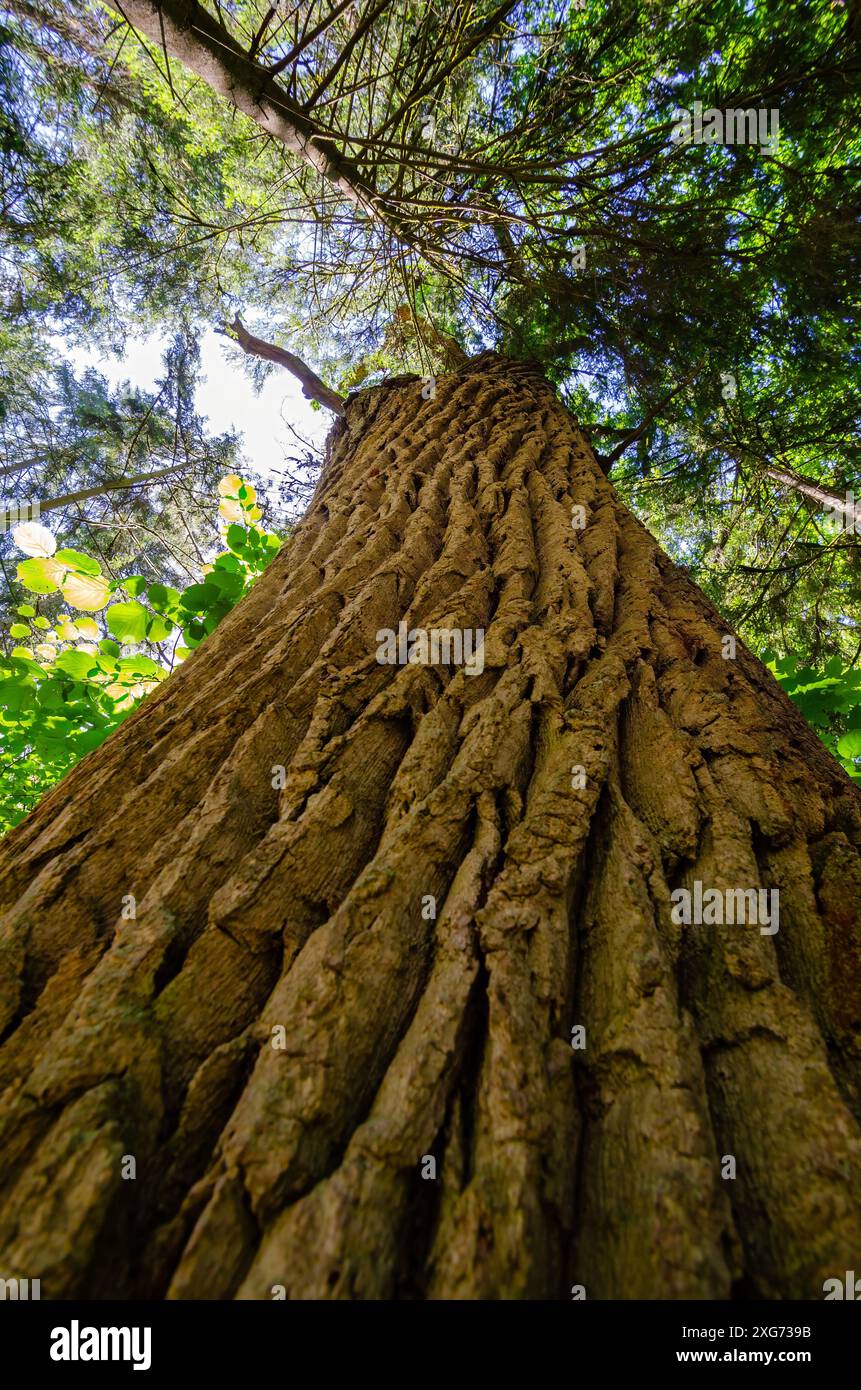 Majestic Tree from Low Angle Perspective Nature Stock Photography ...