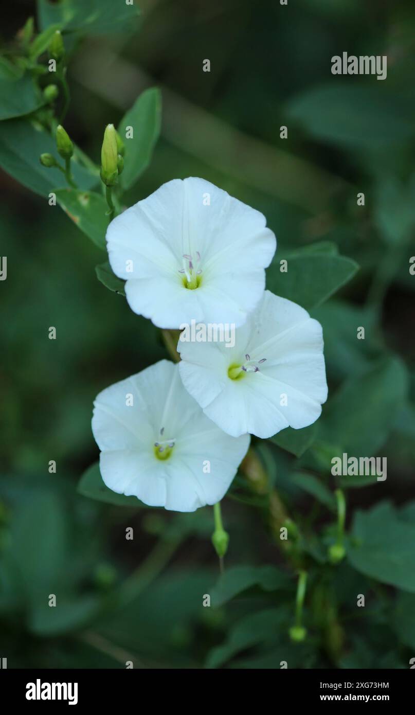 Field bindweed flower (Convolvulus arvensis Stock Photo - Alamy