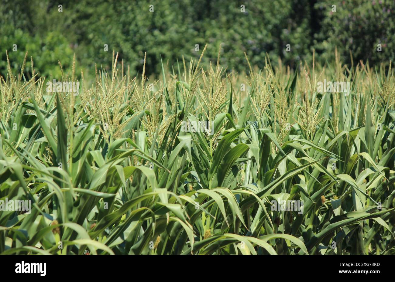 Urban corn field hi-res stock photography and images - Alamy