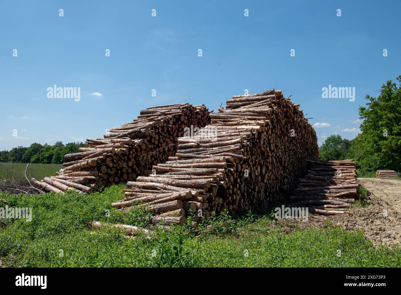 Deforestation in the woods.Tree logs stacked high in a forest with blue ...