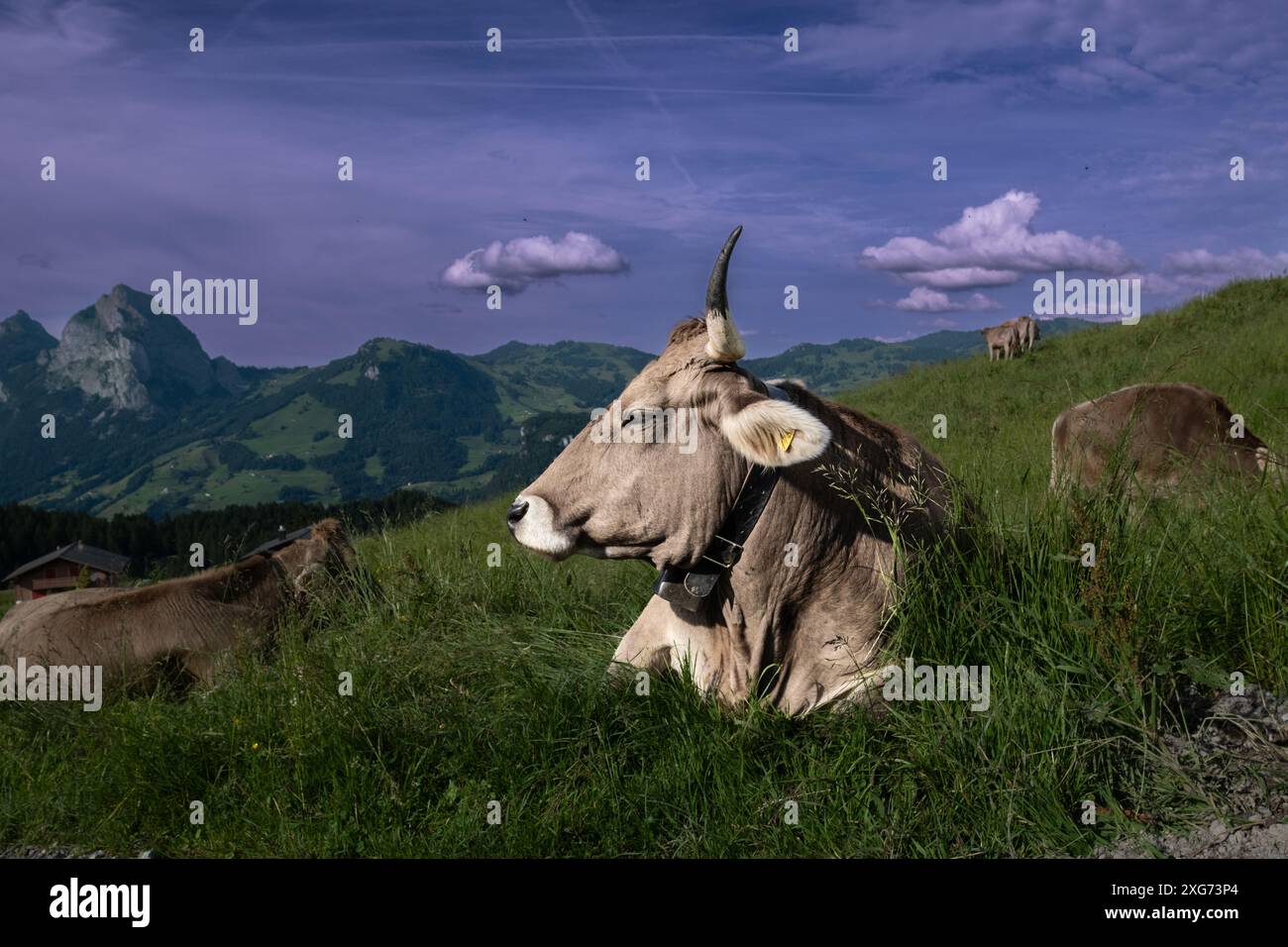 Aerial shot brown cows hi-res stock photography and images - Alamy