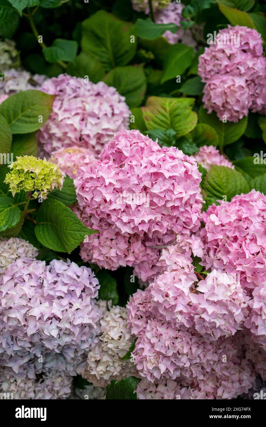 Beauty public park hi-res stock photography and images - Alamy