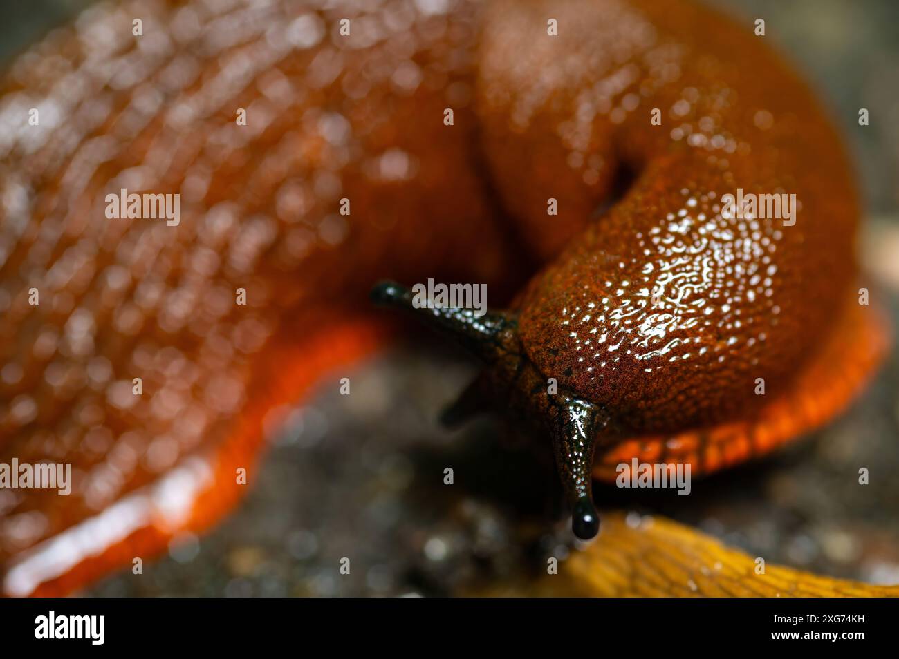 Slug eating lettuce garden hi-res stock photography and images - Alamy