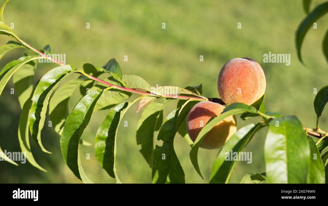 Ripening peaches and leaves on a branch. Food and fruit. Sunny day ...