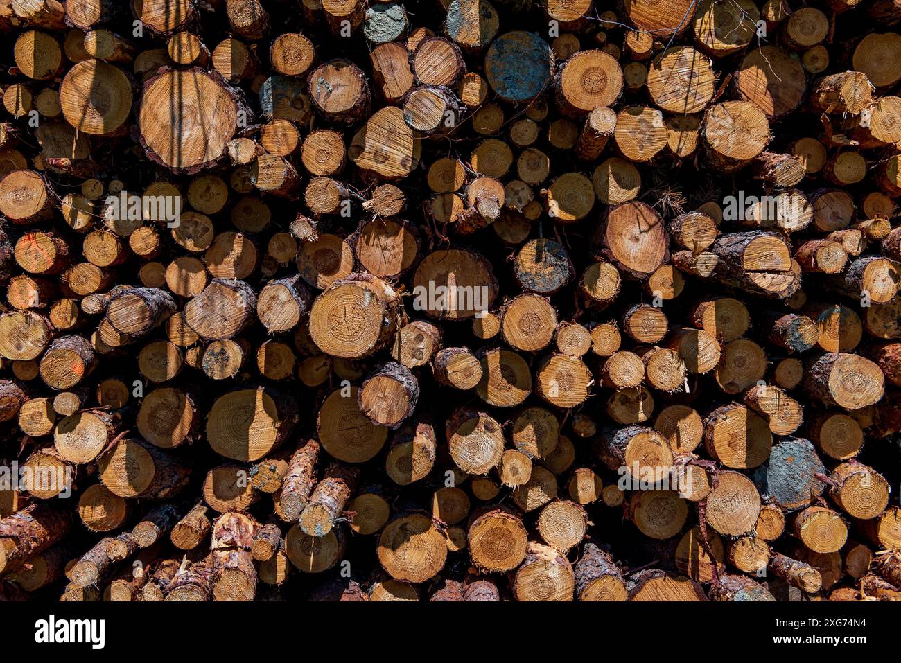 Hard and soft mix chopped wood. Background of dry firewood Stock Photo ...