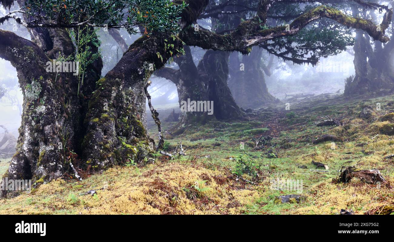 A Misty landscape of a lush green field with ancient twisted trees in ...