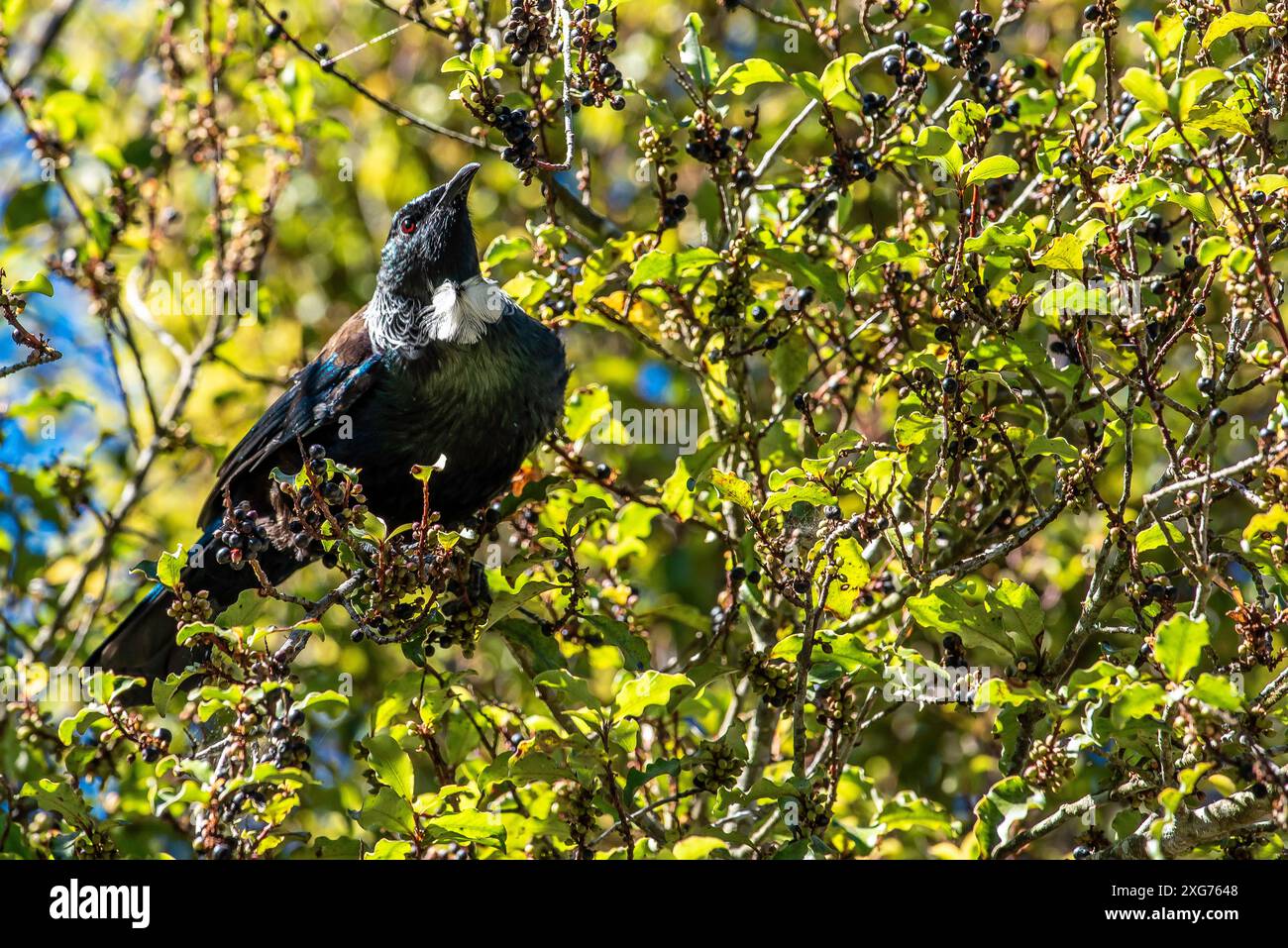 The tūī (Prosthemadera novaeseelandiae) is a boisterous medium-sized ...