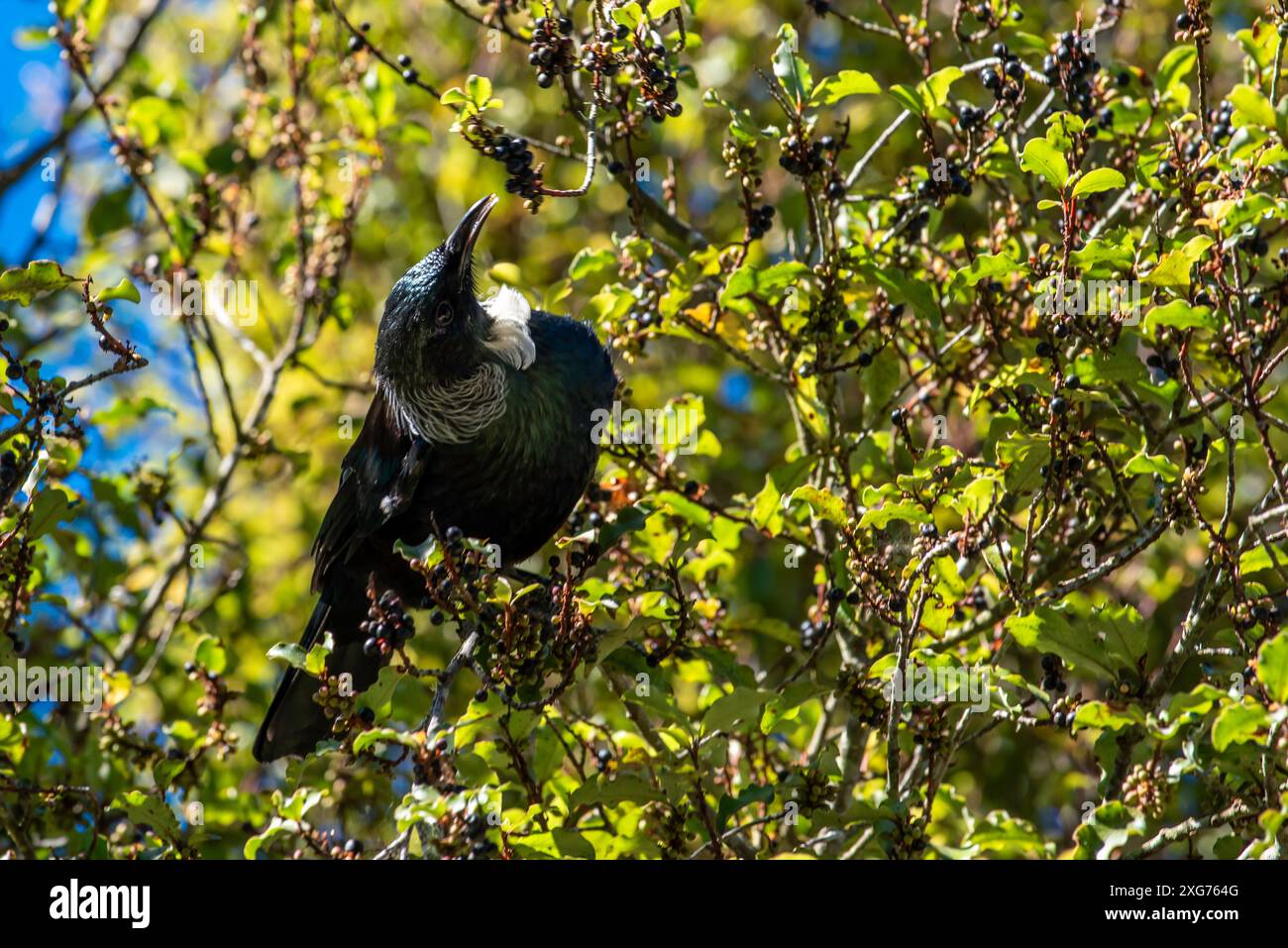 The tūī (Prosthemadera novaeseelandiae) is a boisterous medium-sized ...