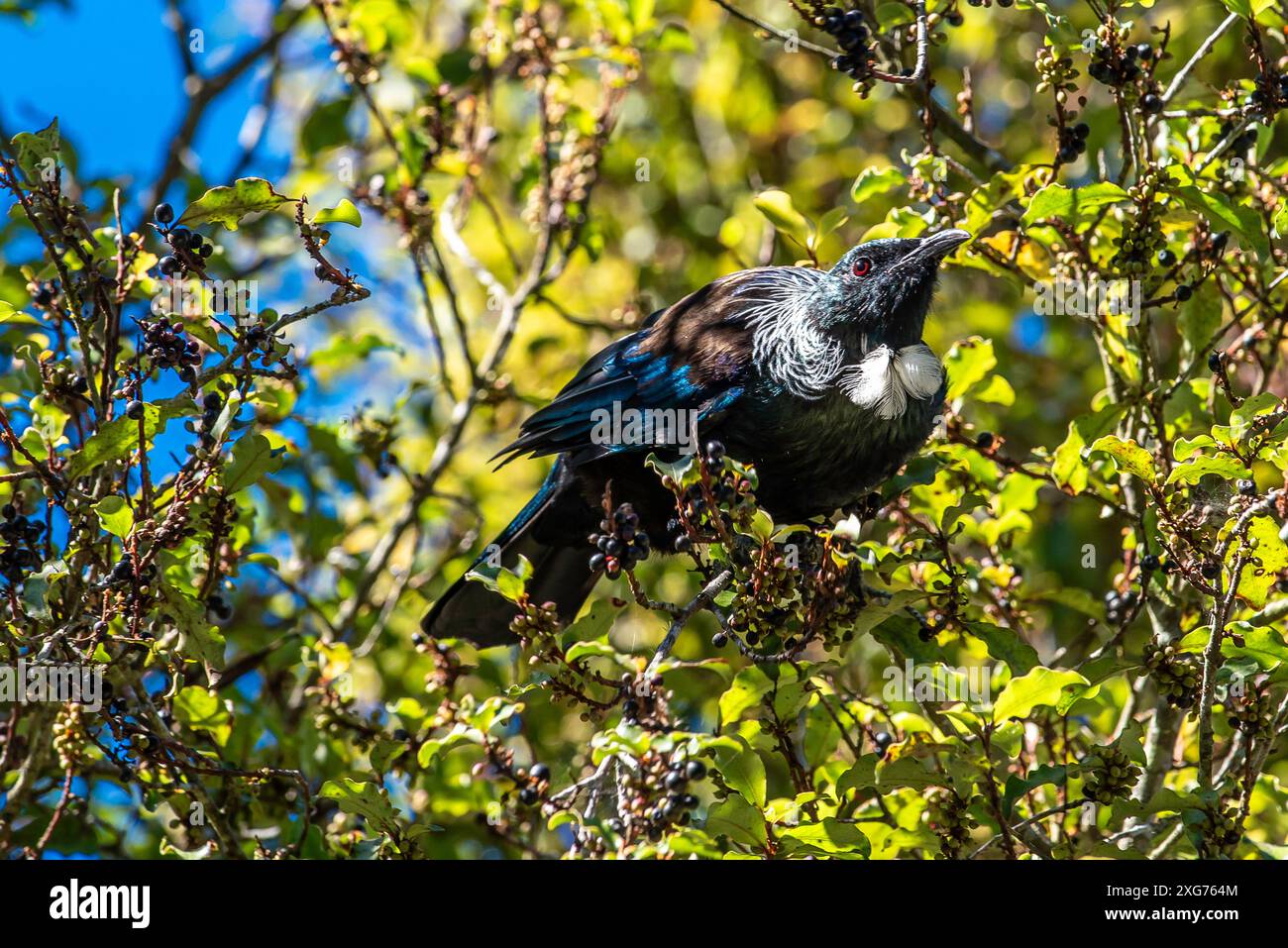 The tūī (Prosthemadera novaeseelandiae) is a boisterous medium-sized ...