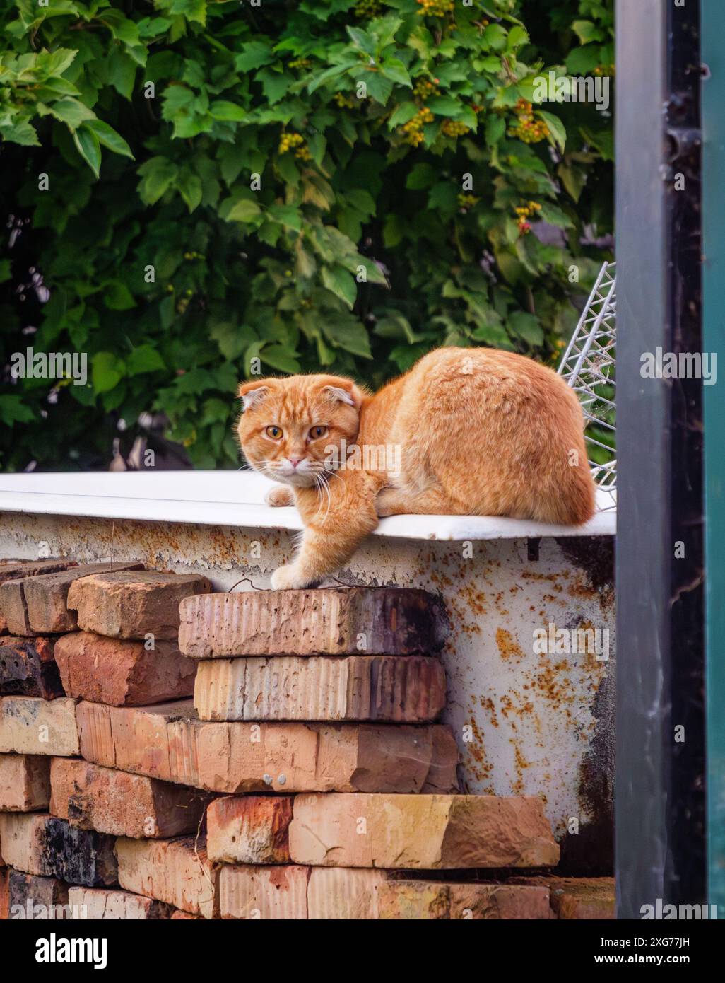 Orange cat sitting on brick wall Stock Photo - Alamy