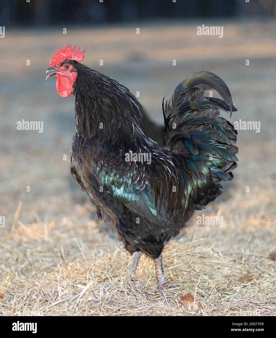 Male Australorp chicken rooster sounding off with teh sun low in the ...