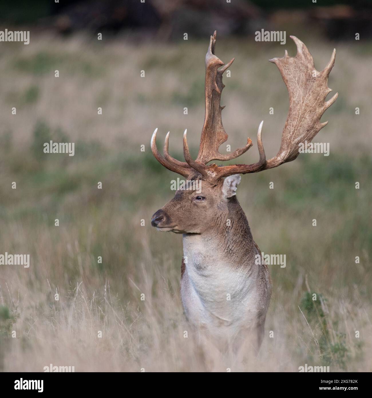 Majestic stag buck deer close up with large curved antlers in grassland ...