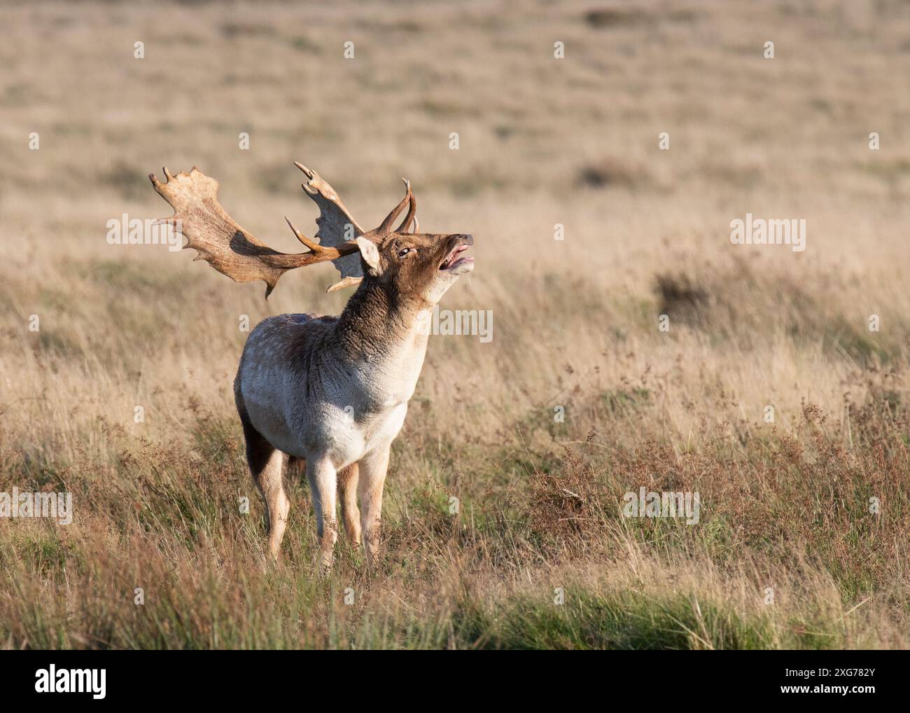 stag buck fallow deer bellows out call head raised in rut West susses ...