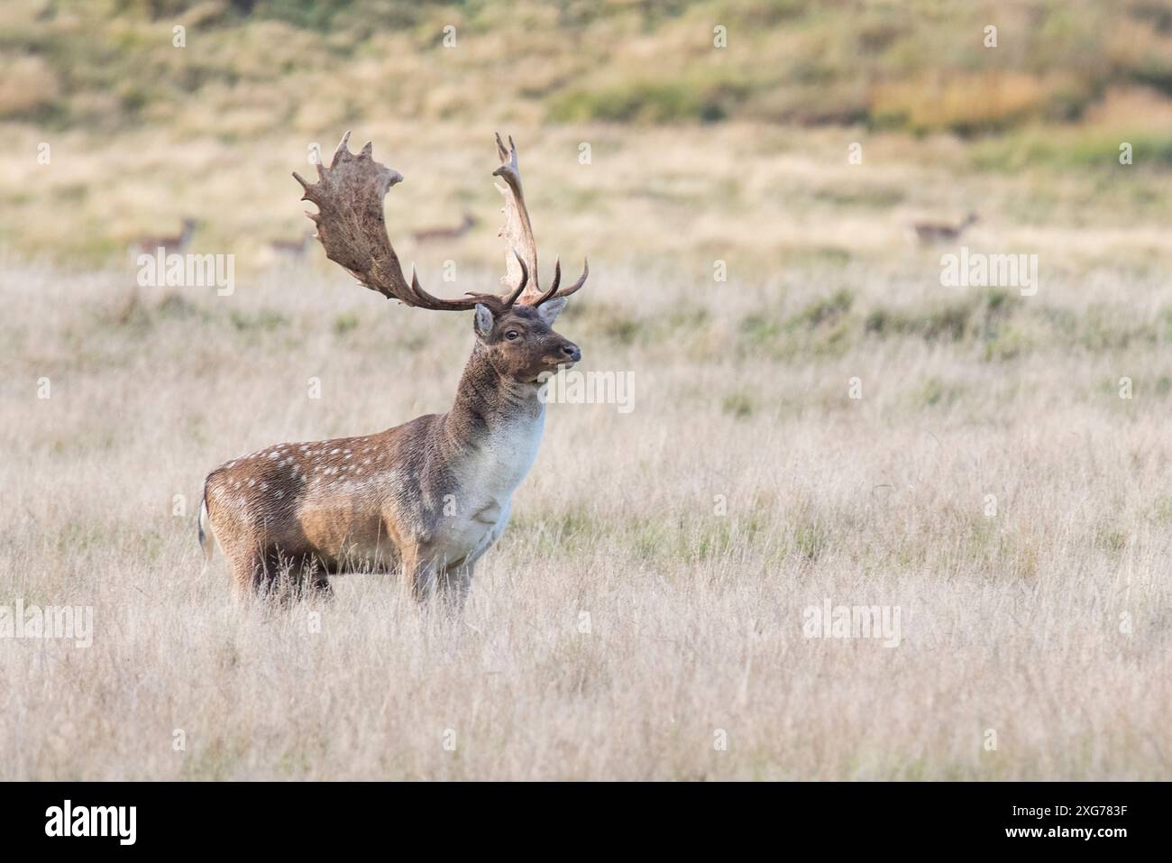 Single stag buck deer with curved large antlers stands in pale ...