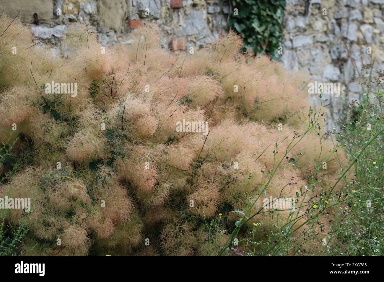 wet Smoke tree on a City wall Stock Photo - Alamy