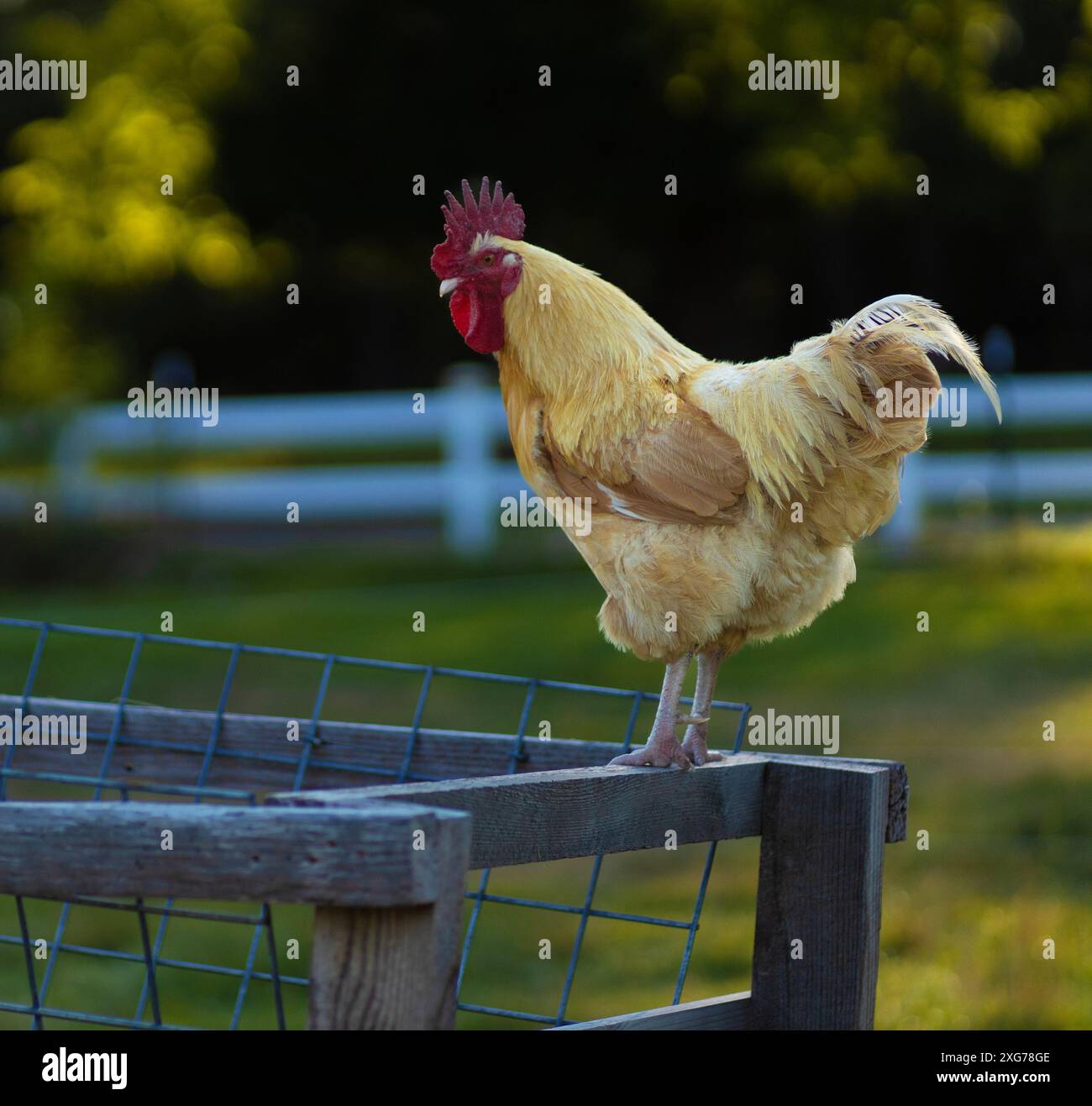 Bright buff Orpington chicken rooster on a livestock feeder watching ...