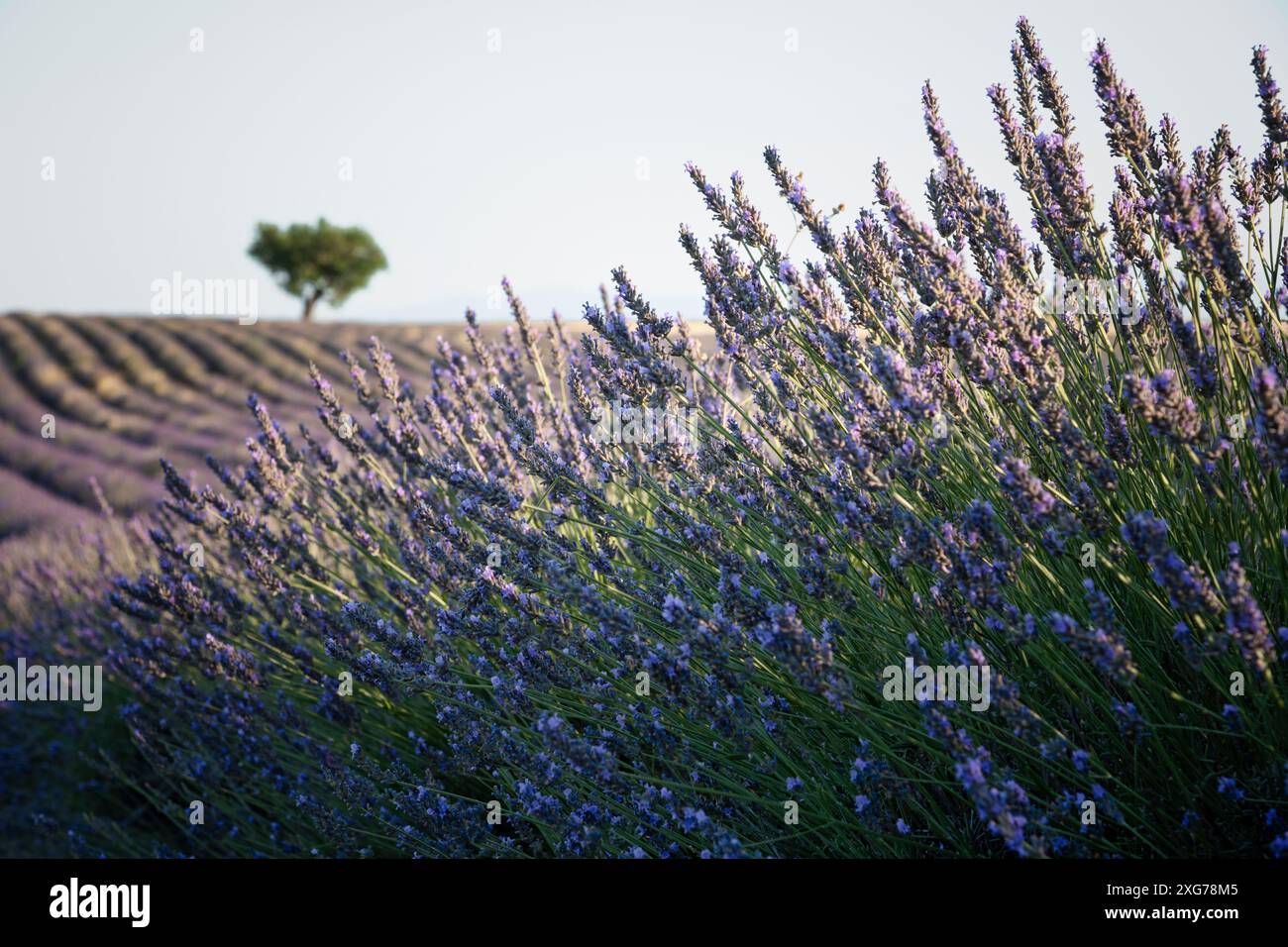 Lone tree and the Lavender Field Provence Stock Photo - Alamy