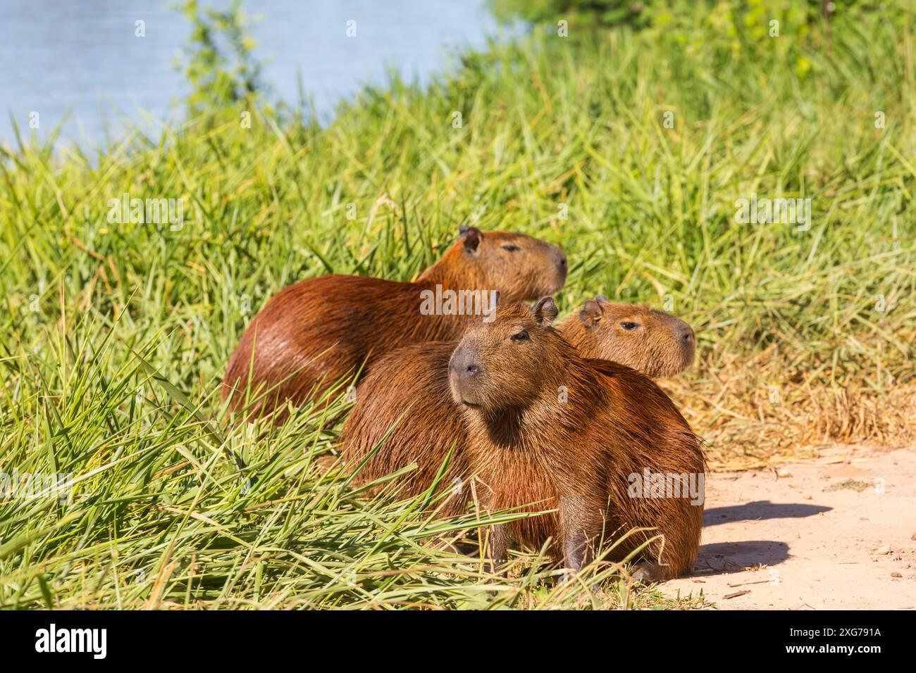 Capybara in the Pantanal, Brazil, South America Stock Photo - Alamy