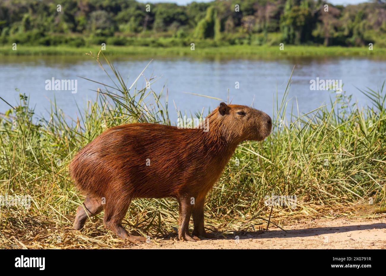 Capybara in the Pantanal, Brazil, South America Stock Photo - Alamy