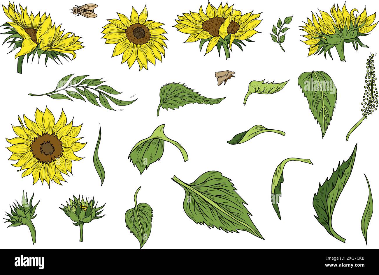 Beautiful floral collection with sunflowers, leaves, branches, and fern ...