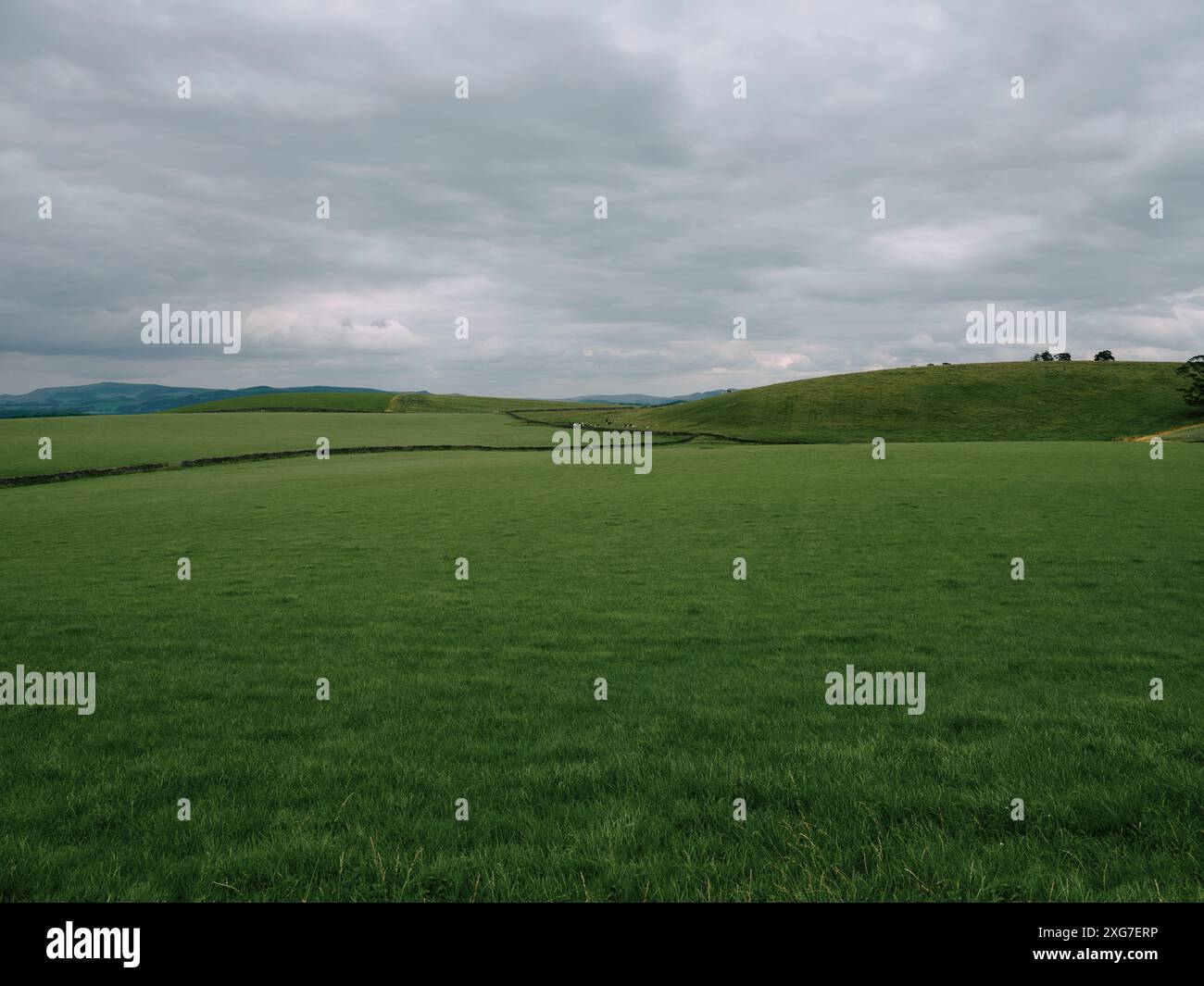 An empty green field farm landscape with distant stone walls and cows ...