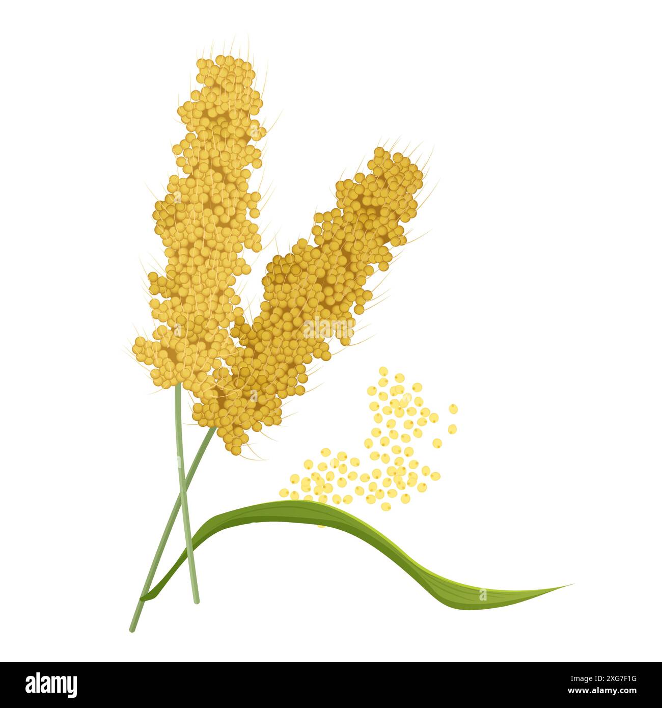 Organic millet, cereal plant with seeds on stem with green leaf vector ...