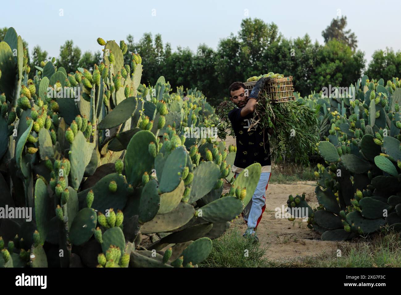 Qalyubia governorate hi-res stock photography and images - Alamy