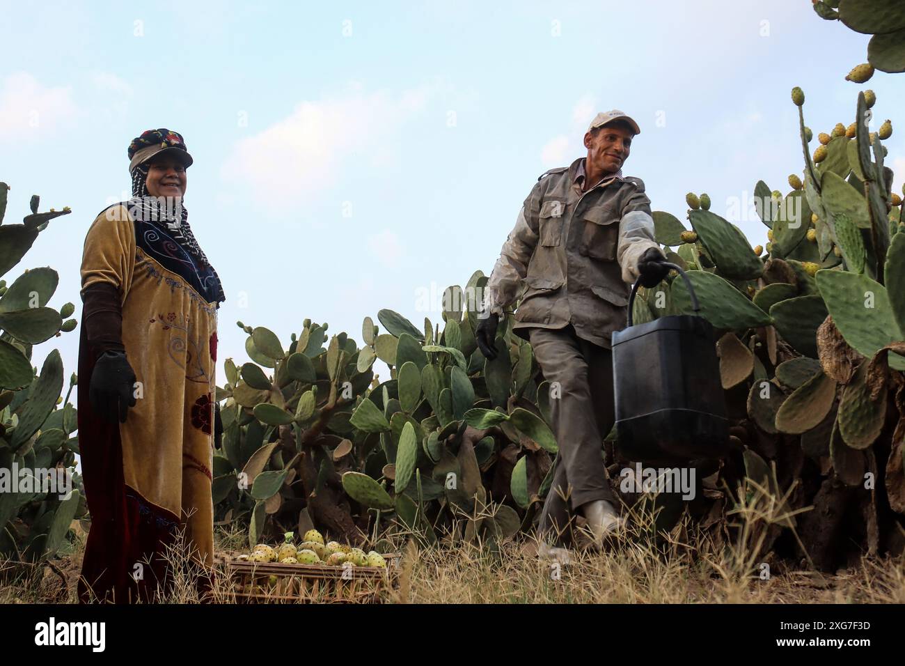 Egyptian farmers are harvesting prickly pears at a farm in the village ...