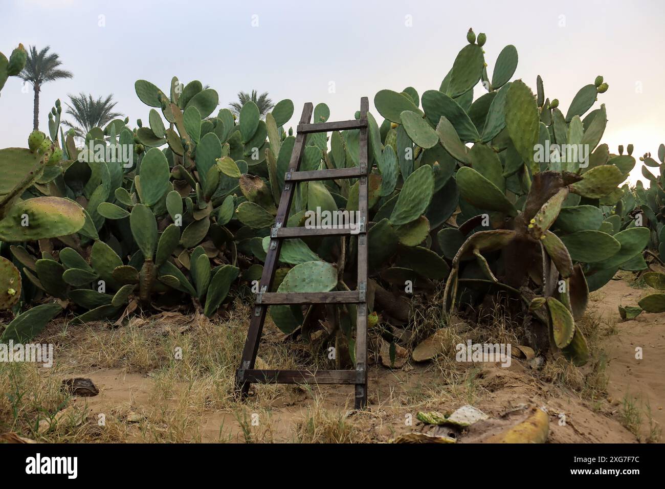 Egyptian farmers hi-res stock photography and images - Alamy