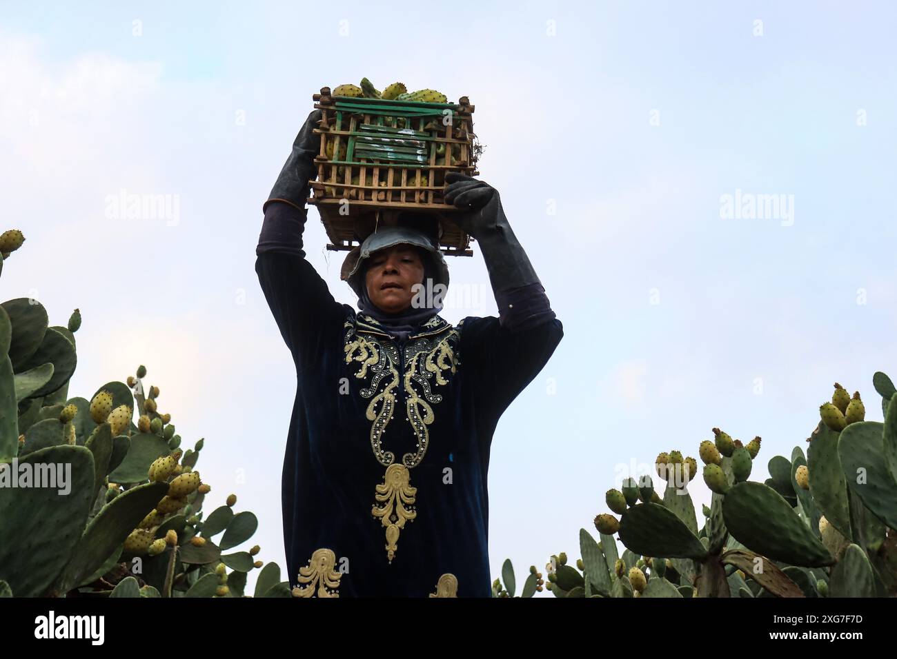 Qalyubia, Egypt. 07th July, 2024. Egyptian farmers are harvesting ...