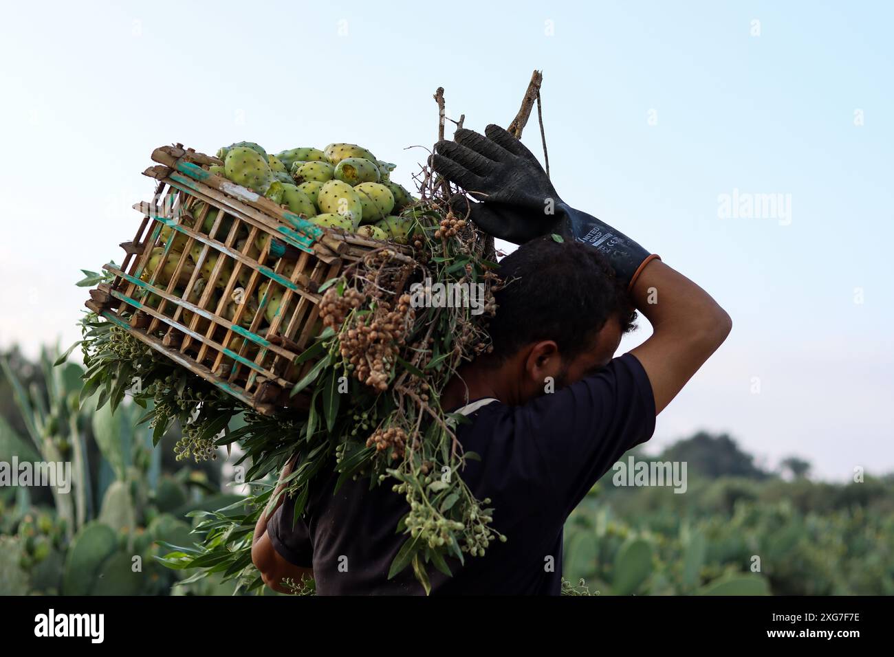 Doaa hi-res stock photography and images - Alamy