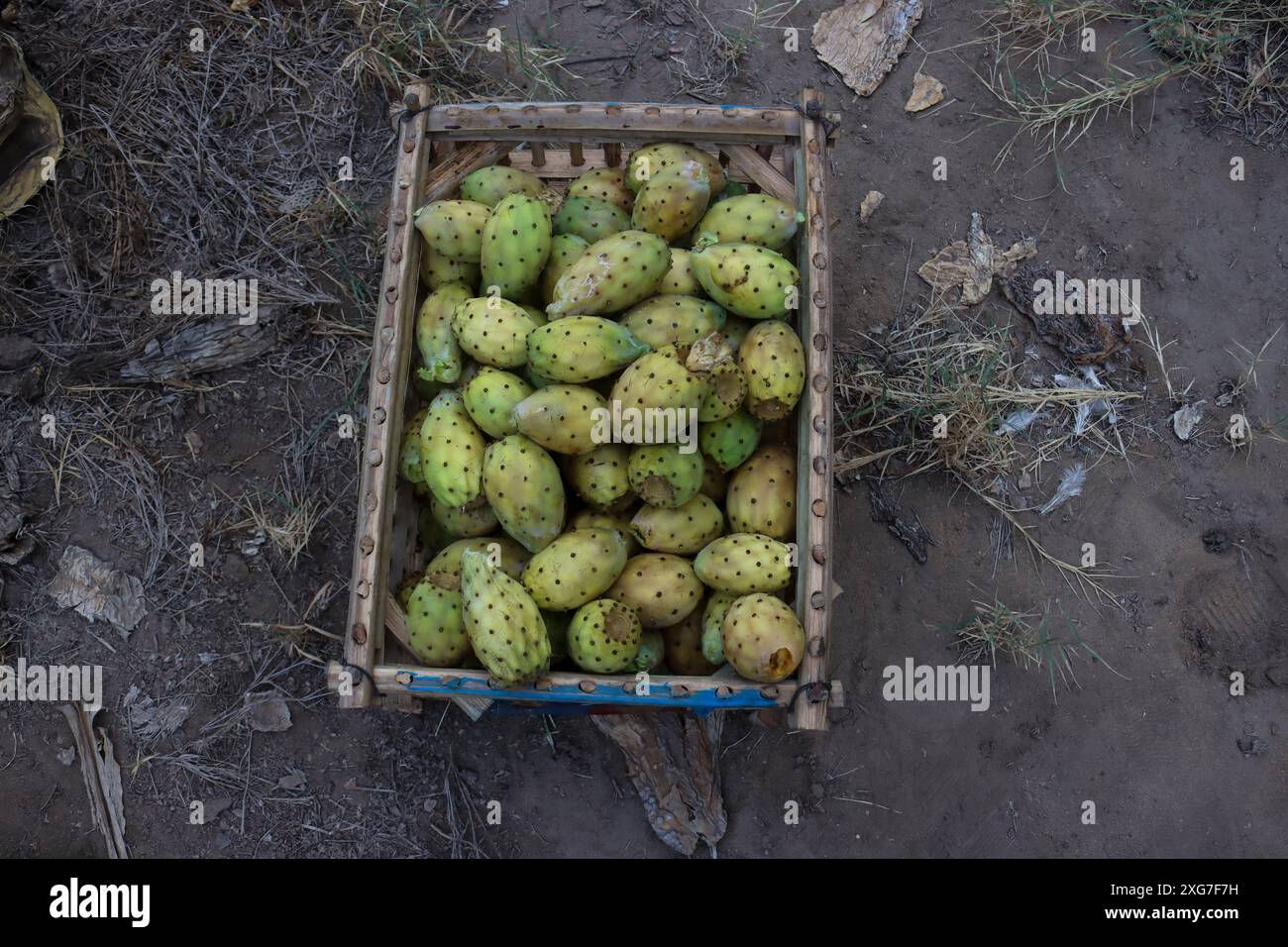 Qalyubia, Egypt. 07th July, 2024. Egyptian farmers are harvesting ...