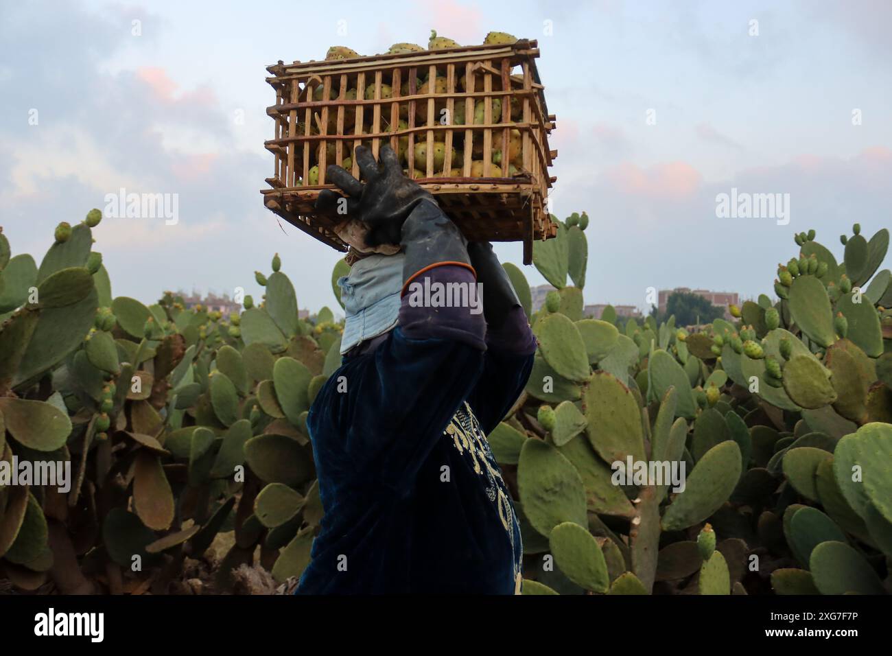 Qalyubia, Egypt. 07th July, 2024. Egyptian farmers are harvesting ...
