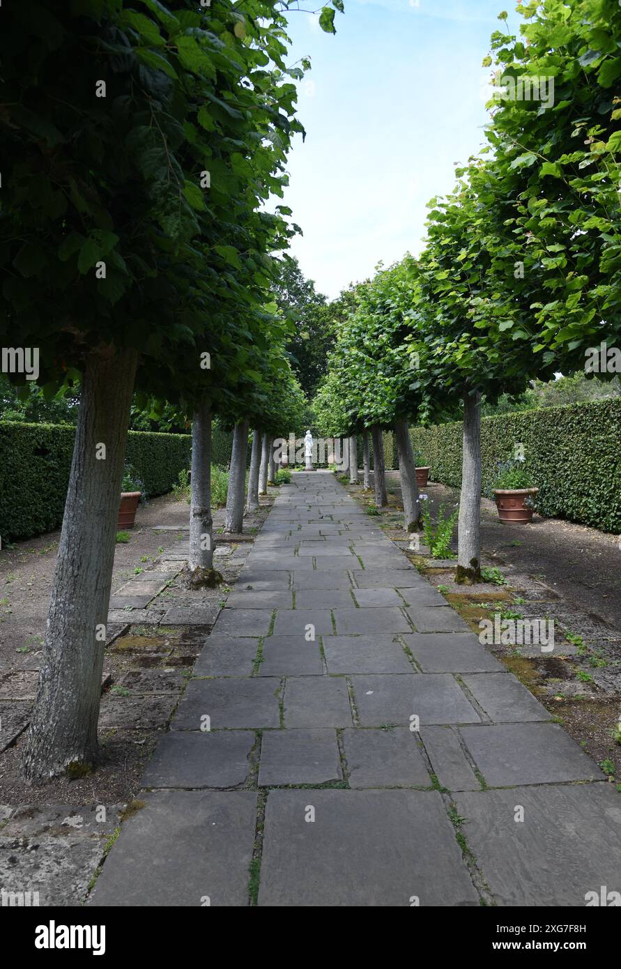 Lime tree path Stock Photo - Alamy